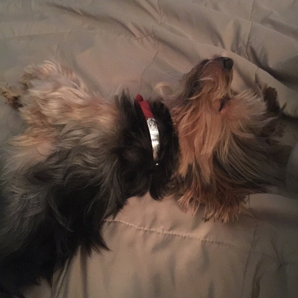 Tiny Dog Collar, Chihuahua Collar, Yorkie Collar, Ferret Collar ...