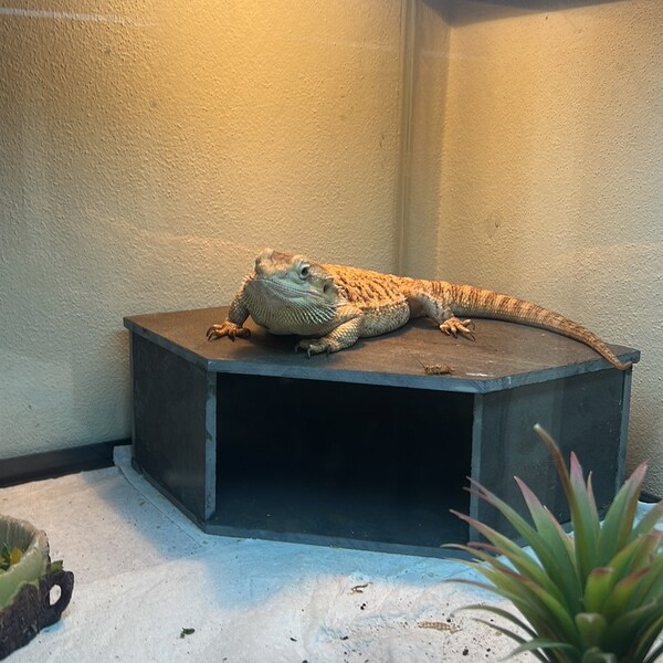 Slate Cave Hide 10x10x4.5" for Fish, Snake, Reptile, Turtle, Bearded ...