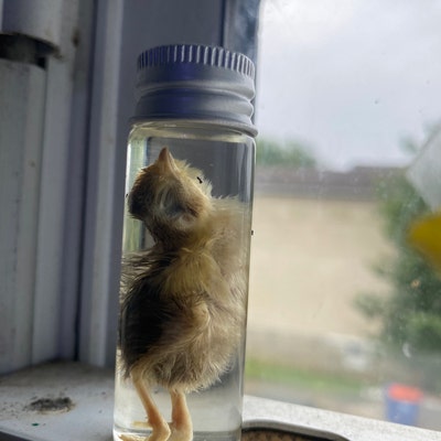 Mixed Mystery Lot Wet Specimens Insect Mammal Bird Aquatic. - Etsy