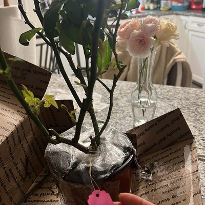 Corail Gelee 珊瑚果冻 Japanese Rose. Blooming Machine.big Gallon Plant ...