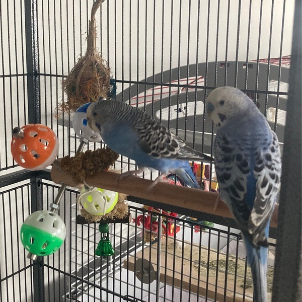 Perch Toy With Rotating Balls for Budgies, Budgerigars, Parakeets ...