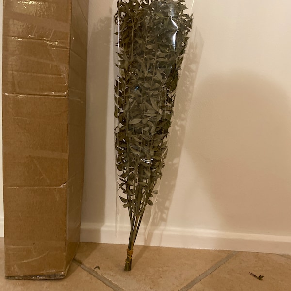 Natural Dried Ruscus Bunch5 Sticksdry Italian Ruscus Branchesvase ...