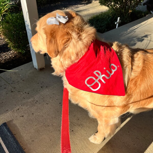 The Ohio State University Brutus Buckeye, Licensed, Over the Collar Dog ...