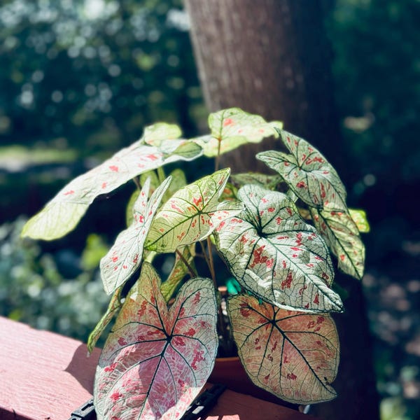 Caladium 'dot's Delight' Choose From 4 Options **new Crop 2025**in ...