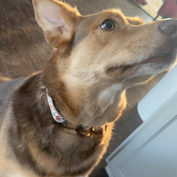 UGLY Bells for Pet Collar Chipped Jingle Bell for Cat Collar Character ...