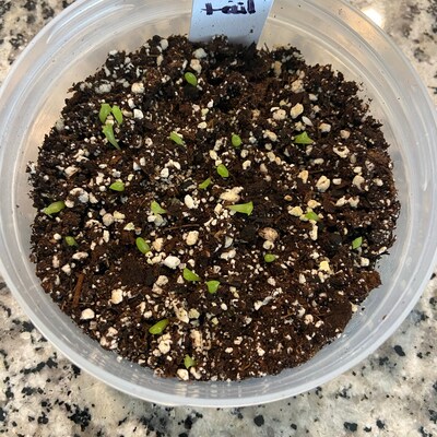 Hildewintera Colademononis Monkey Tail Cactus Seeds Grown in the ...