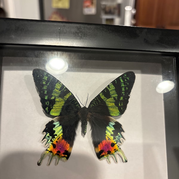 Real Sunset Moth, Urania Riphaeus, Spread for Your Project or Laminated ...