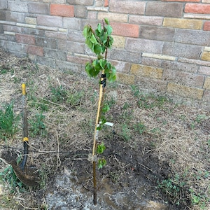 RARE Governor's Plum flavourtia Indica Live Fruit Tree - Etsy