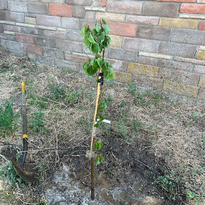 RARE Governor's Plum flavourtia Indica Live Fruit Tree - Etsy