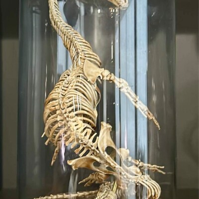 Sphinx Skeleton, Curiosity Cabinet - Etsy