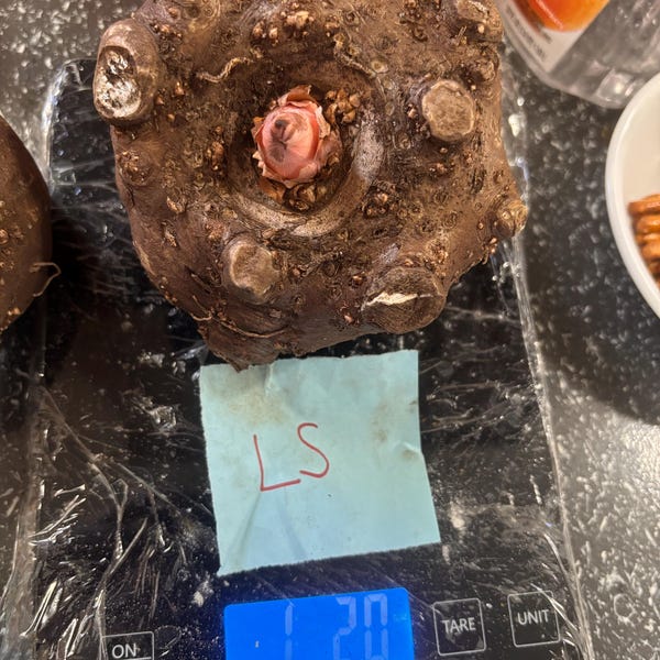 AMORPHOPHALLUS KONJAC Twenty Five (25) Bulbils - Voodoo Lily Bulb - Etsy