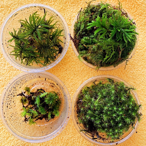 American Tree Moss - Etsy