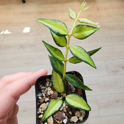 Hoya Lacunosa Leopard Skin 2-inch Exact House Plant - Etsy