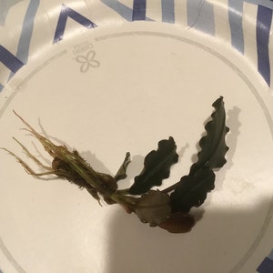 Bucephalandra Akantha Live Aquarium Plant - Etsy