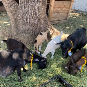 Plastic 6mm Chain Goat Animal Collar 20 28 and - Etsy