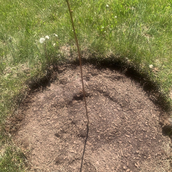 2 Alberta Peach Trees 2ft Tall Now Live Trees - Etsy