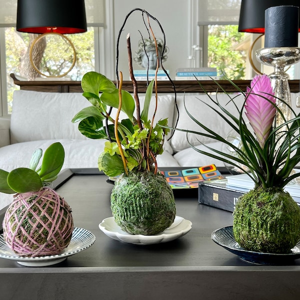 Arranged Kokedama With Peperomia and Ivy, Japanese Traditional Indoor ...