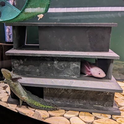 Slate Spawning Cave for Bristlenose Pleco Aquarium Fish Tank Decoration ...