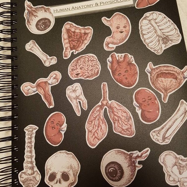 Anatomy STICKERS (35 Pack) - Etsy