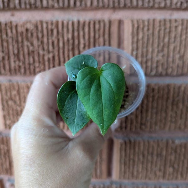 Monstera Filamentosa *EXTREMELY RARE* - Etsy
