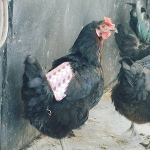 Mermaid Chicken Tutu - Etsy