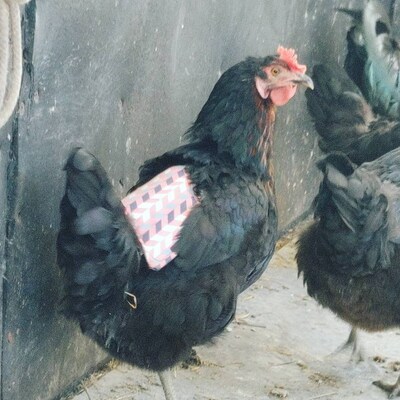 Mermaid Chicken Tutu - Etsy