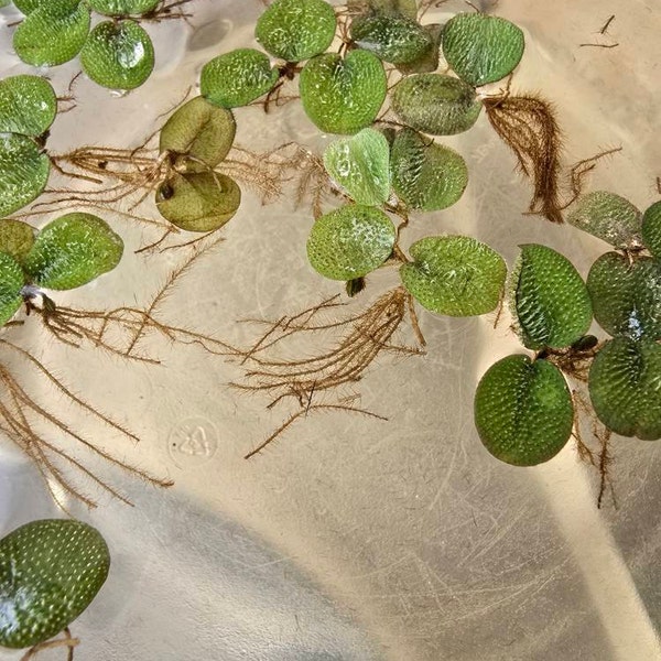 Narrow Leaf Anacharis, Egeria Najas, Live Aquarium/aquatic/background ...