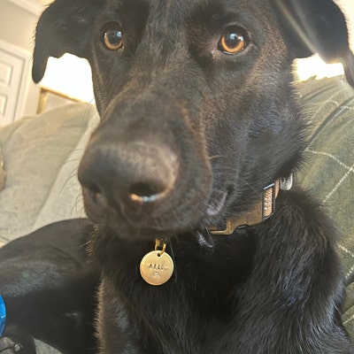 Simple Custom Hand Stamped Dog Tag, Dog Tags for Dogs, Pet Id Tag ...