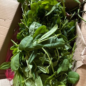 Green SEEDS african Spinach Efo Tete Callaloo Amaranthus - Etsy