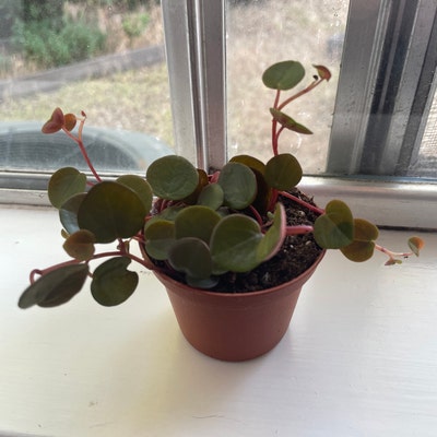 Peperomia Ruby Cascade Trailing Peperomia Trailing Plant - Etsy