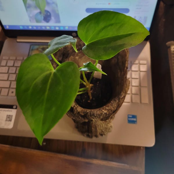Neoregelia Red Waif Dwarf Bromeliad Cut Offset - Etsy