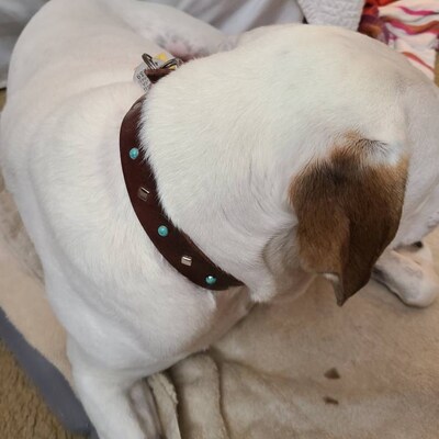 Sundance Shearling Dog Jacket so Boho Chic in Black - Etsy