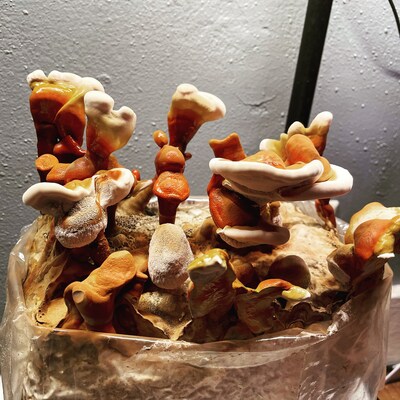 Morel Mushroom Kit - Etsy