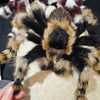 Realistic Tarantula Spider Poseable Shelf Decor Wall Mountable Faux ...