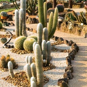 OP027: Opuntia Debreczeyi 'alberta Sunset' spineless Cat's Paw Cactus ...