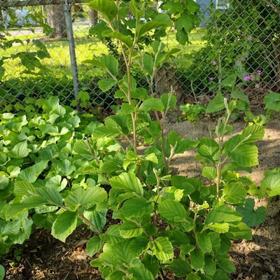 Hamamelis Vernalis 'amethyst' Witch Hazel Live Plant 18 Tall Ships Bare ...