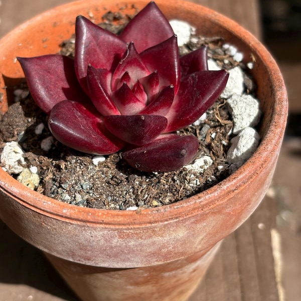 Echeveria Agavoides V Romeo Rubin Rare Succulent Plants 1 Head 2.5” Imported Live Succulent ...
