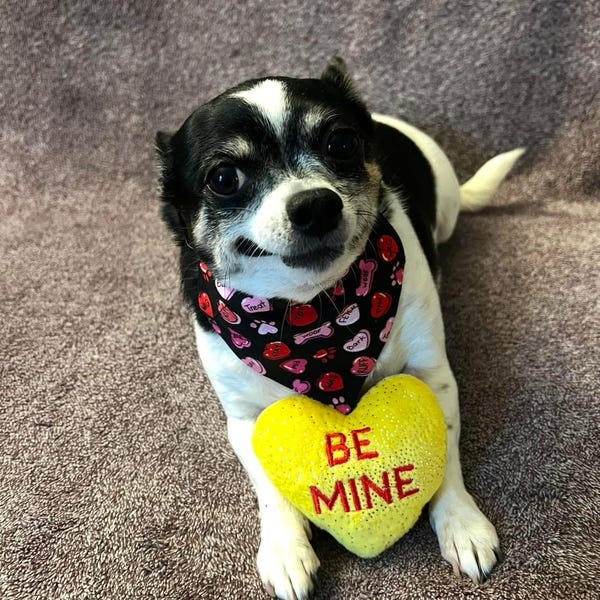 Funny Dog Bandana, Mom's Personal Stalker, Slides on Over the Collar ...