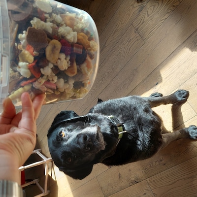 Dog Birthday Treats Barkuterie Board Dog Treats Gotcha Day - Etsy