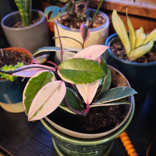 Elliot Planter Speckled Ombré Ceramic Pot in Multiple Sizes - Etsy