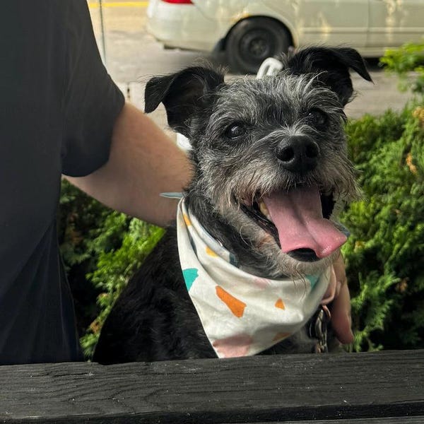 Liverpool FC Iconic Club Crest Print, Pet Bandana for Dog or Cat ...