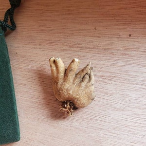 Lucky Hand Root With Mojo Bag - Etsy