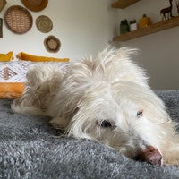 Scruffy Lurcher Card, Lurcher Card, Scruffy Dog Card, Cute Dog Card ...