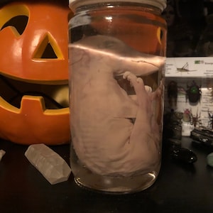 Four Mummified/preserved Fetal Piglets Displayed in Riker Box - Etsy