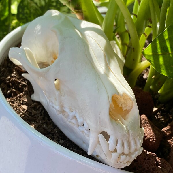 Real Arctic Fox Skull (vulpes Lagopus), Professionally Cleaned ...