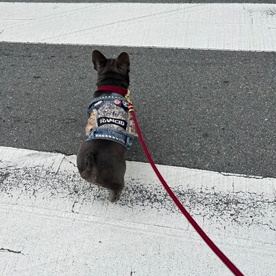 Small Punk Rock Dog Jacket/battle Vest Feat. Skinny Puppy and Ministry ...