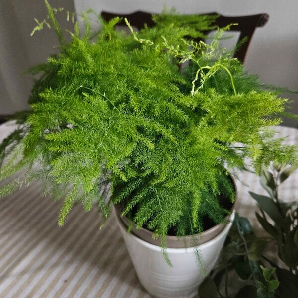 Asparagus Live Plants in 7cm Pots Ready to Plant Out! (connovers ...