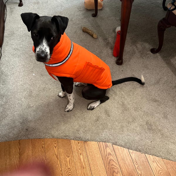 Comfortable Full Body Dog Suit, Overall for Dogs, Waterproof ...