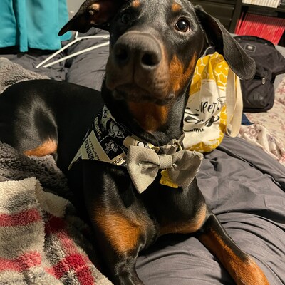 Spiderman Dog and Cat Bandana With Optional Personalization, Matching ...