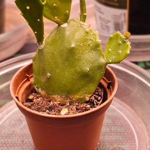 Mini Nopalea Cochenillifera cochineal Nopal Green Cactus Rare Succulent ...